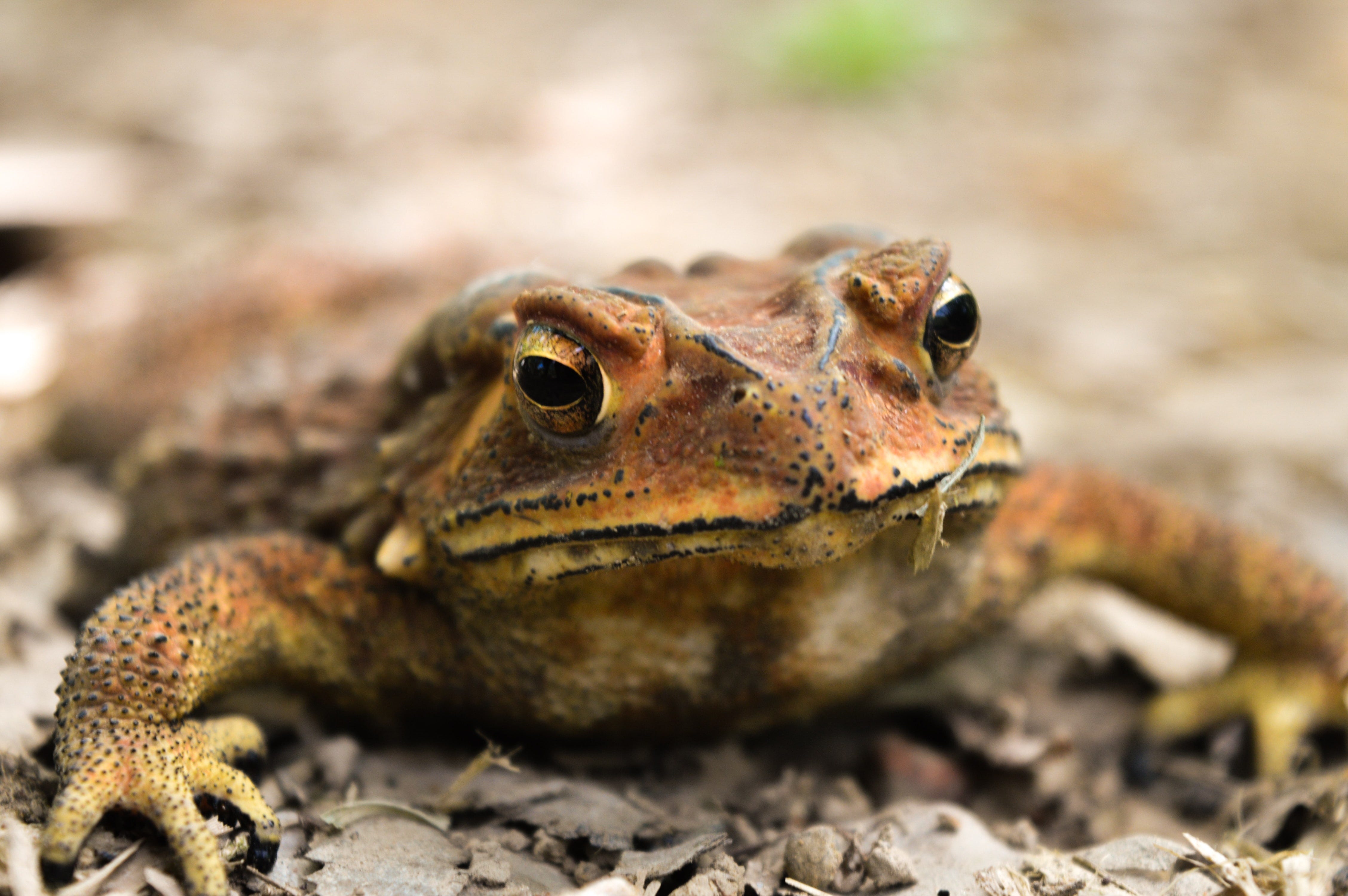 Ugly-Frogs, Everywhere!. Make Every Day A Frog-Day — Or How To… | by ...