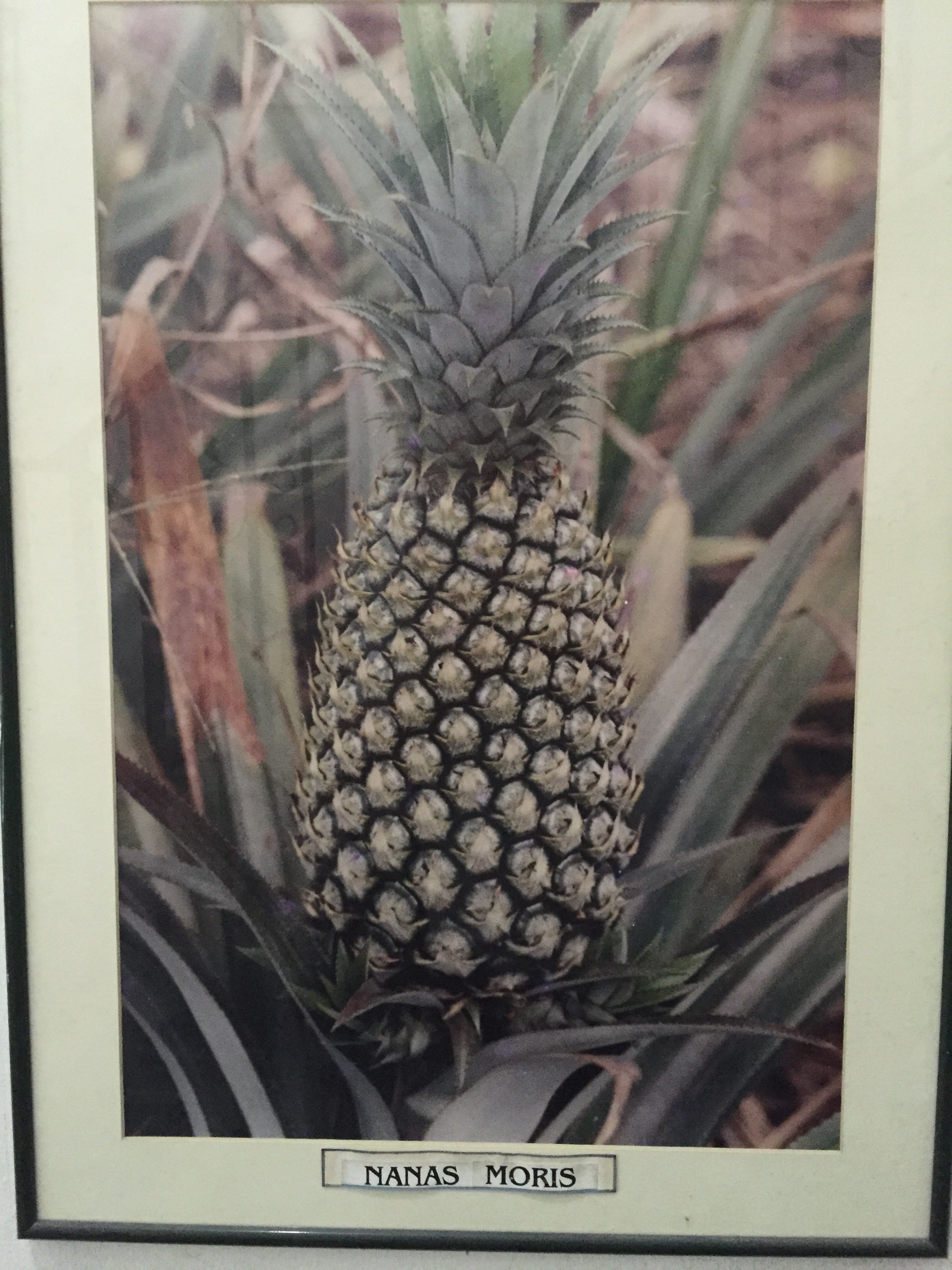 Malaysia — Johor Bahru — Muzium Nanas Pontian — The Pineapple Museum ...