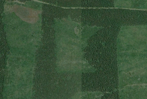 What a Mysterious Forest Shaped Like Minnesota Taught Me About Time ...