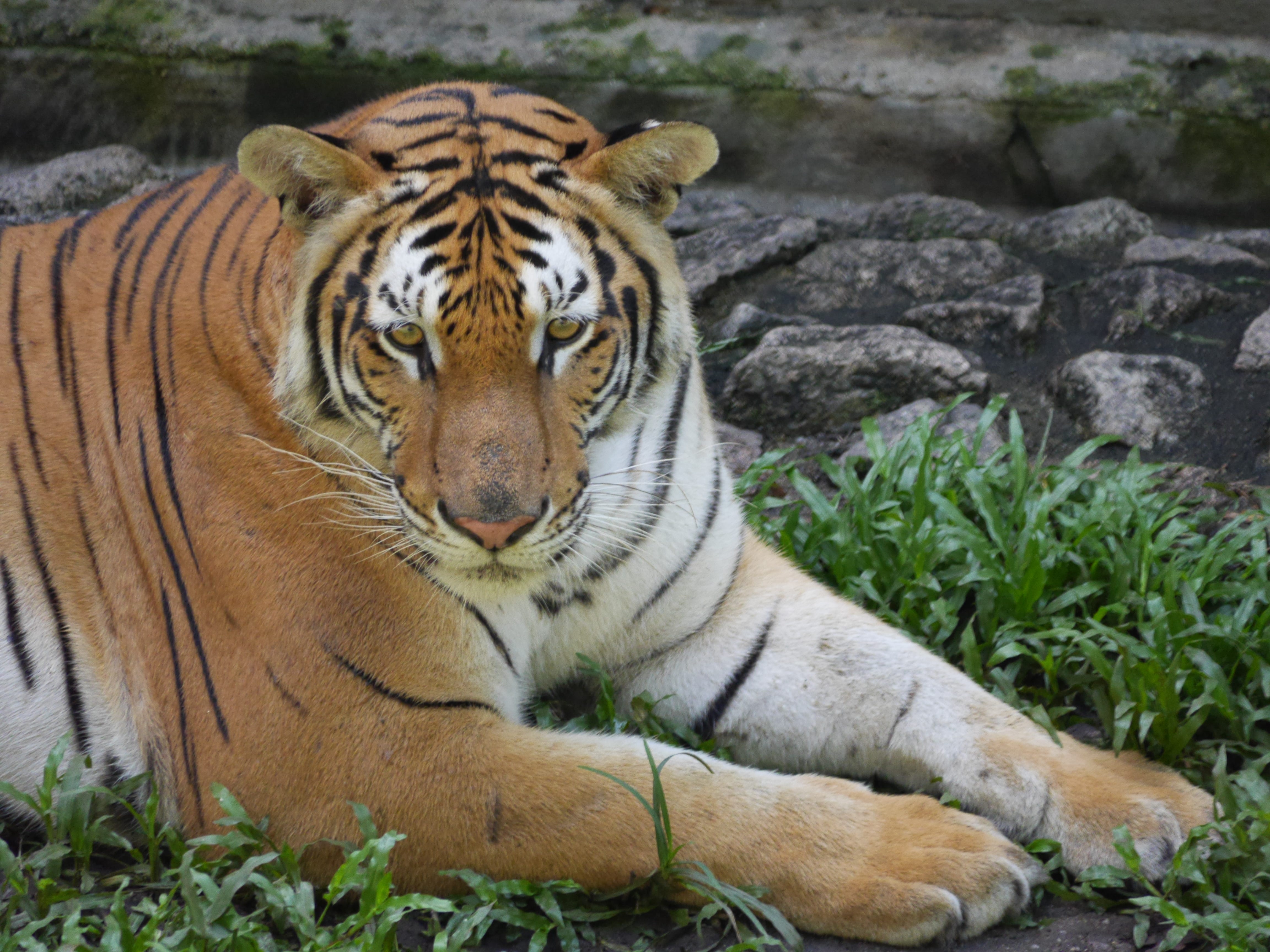 Malaysia — Johor Bahru — The Zoo, Johor Bahru, Johor, Malaysia | by ...