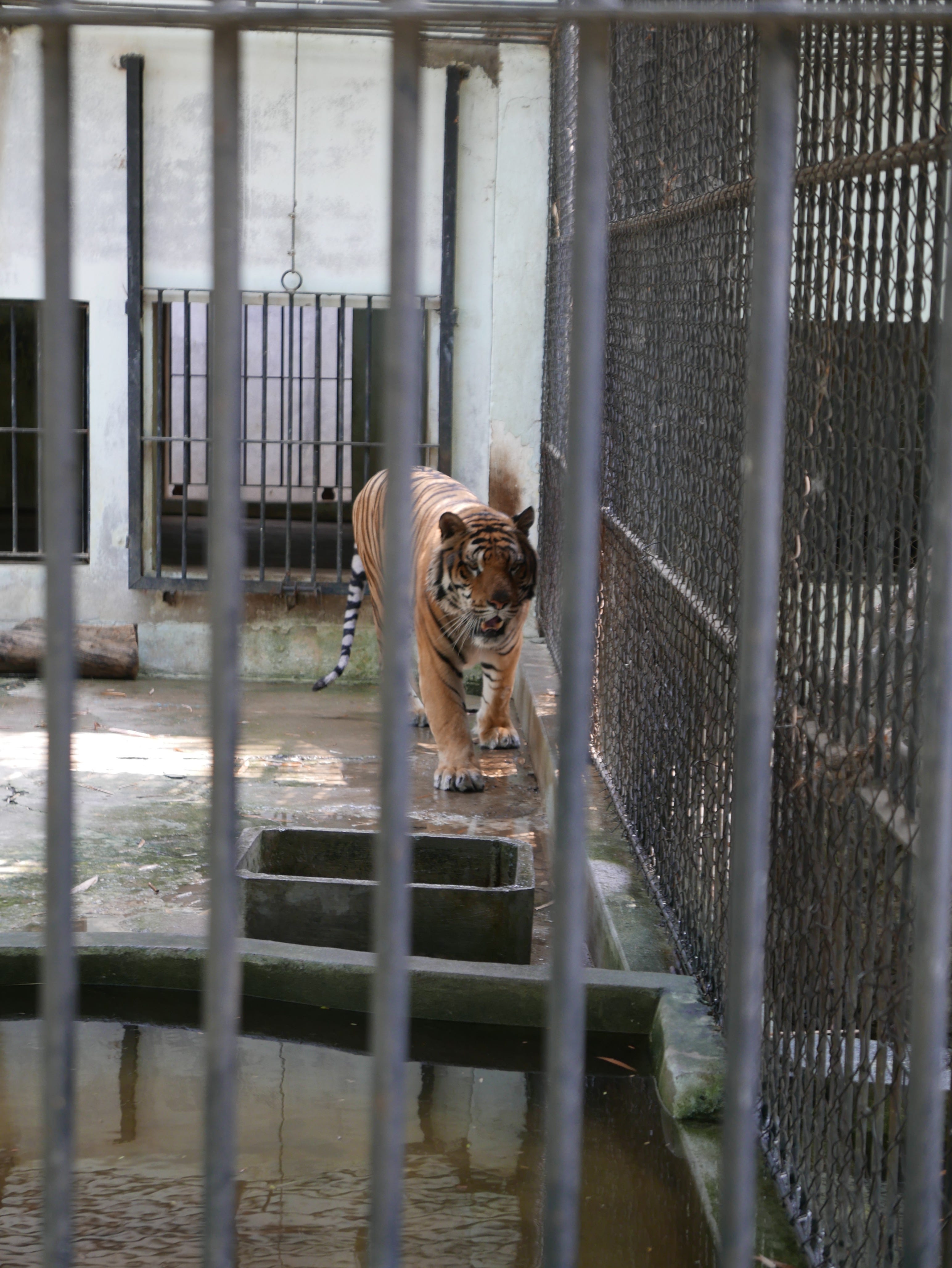 Myanmar (Burma) — Yadanabon Zoo, Mandalay, Myanmar (Burma) | by Nick’s ...
