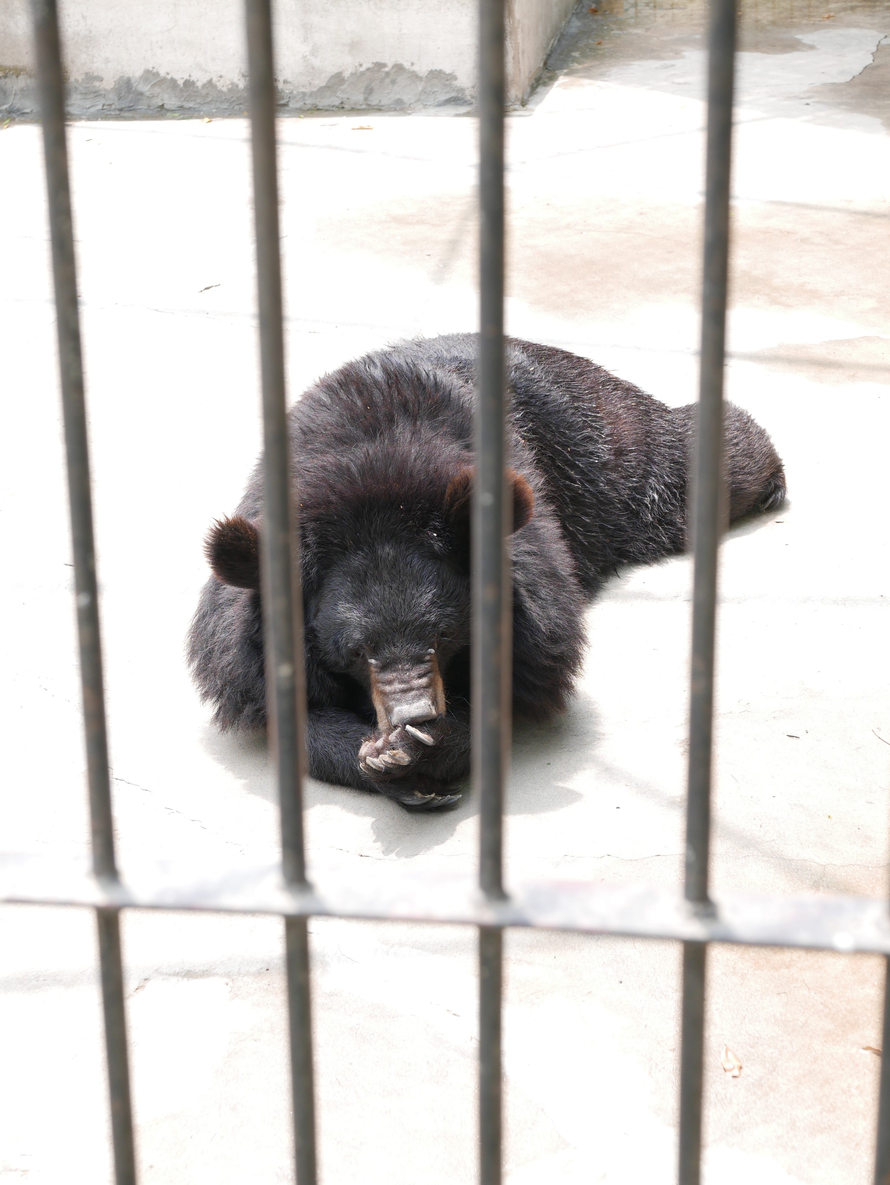 Myanmar (Burma) — Yadanabon Zoo, Mandalay, Myanmar (Burma) | by Nick’s ...