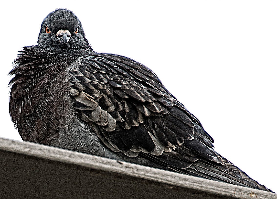 5 Reasons Your Business Needs to be Using Quizzes | by Eman Zabi | Medium