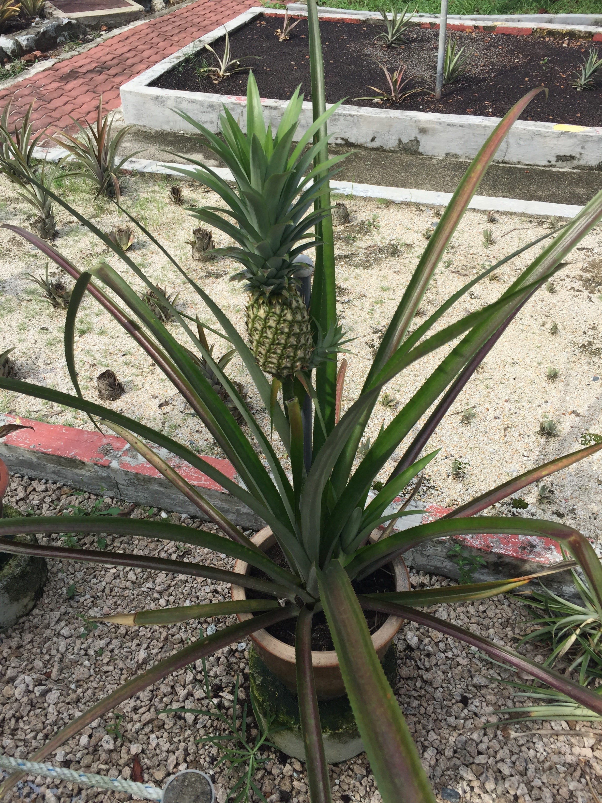 Malaysia — Johor Bahru — Muzium Nanas Pontian — The Pineapple Museum ...