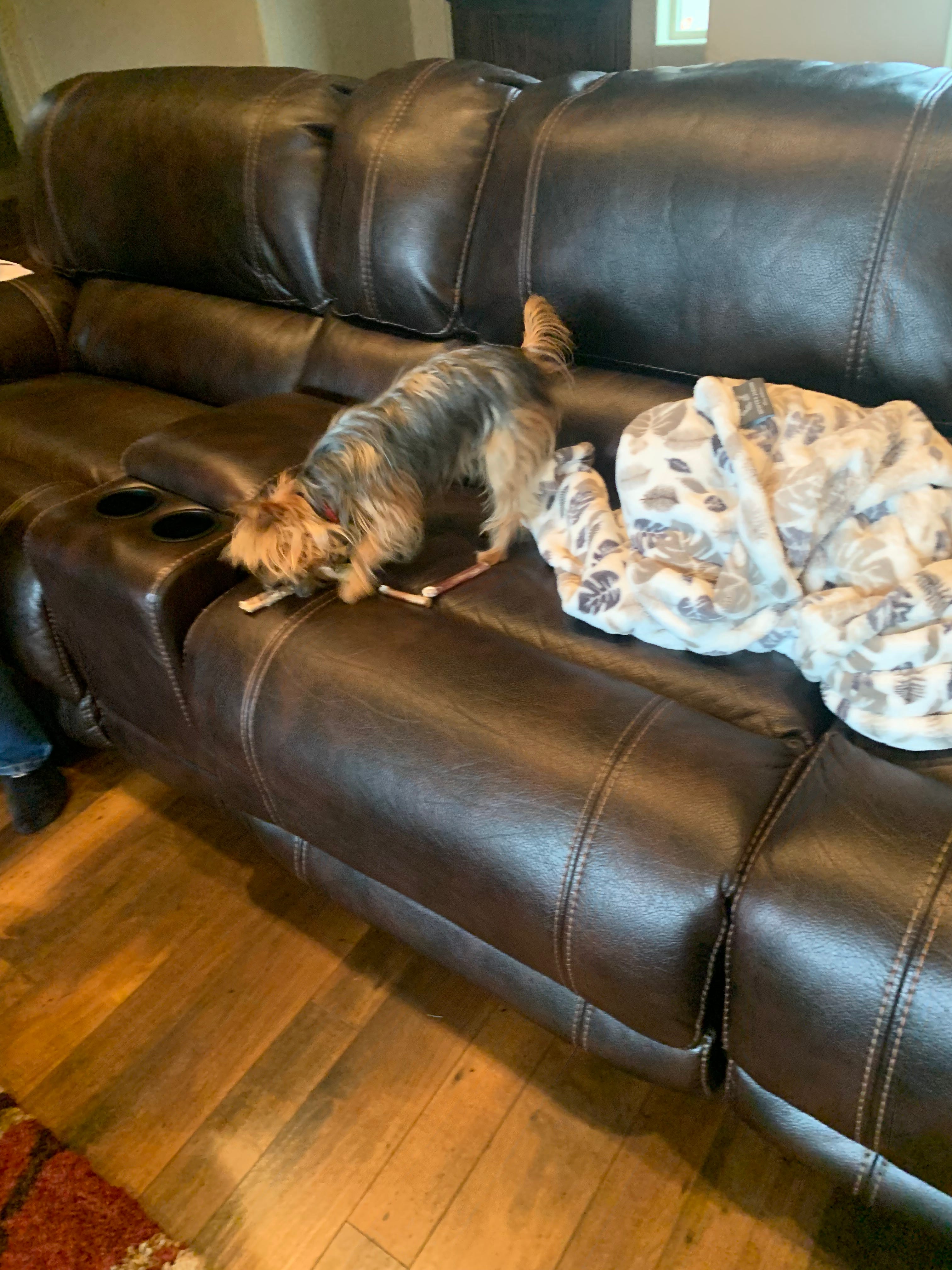 Dagney is an Addict and a Hoarder | by Brenda Mahler | Petness | Sep ...