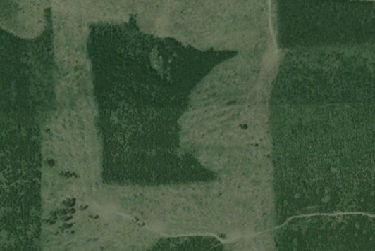 What a Mysterious Forest Shaped Like Minnesota Taught Me About Time ...
