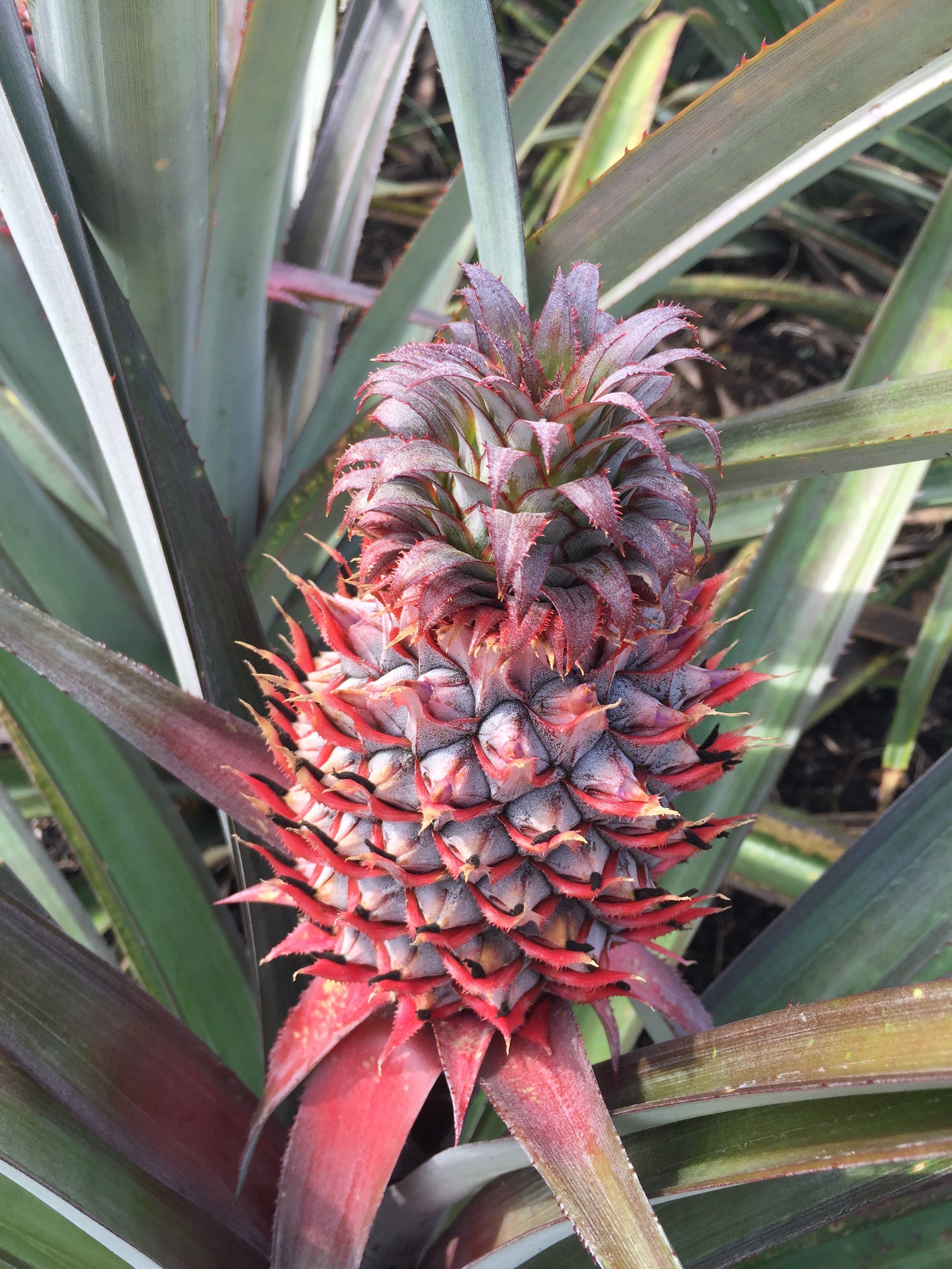 Malaysia — Johor Bahru — Muzium Nanas Pontian — The Pineapple Museum ...