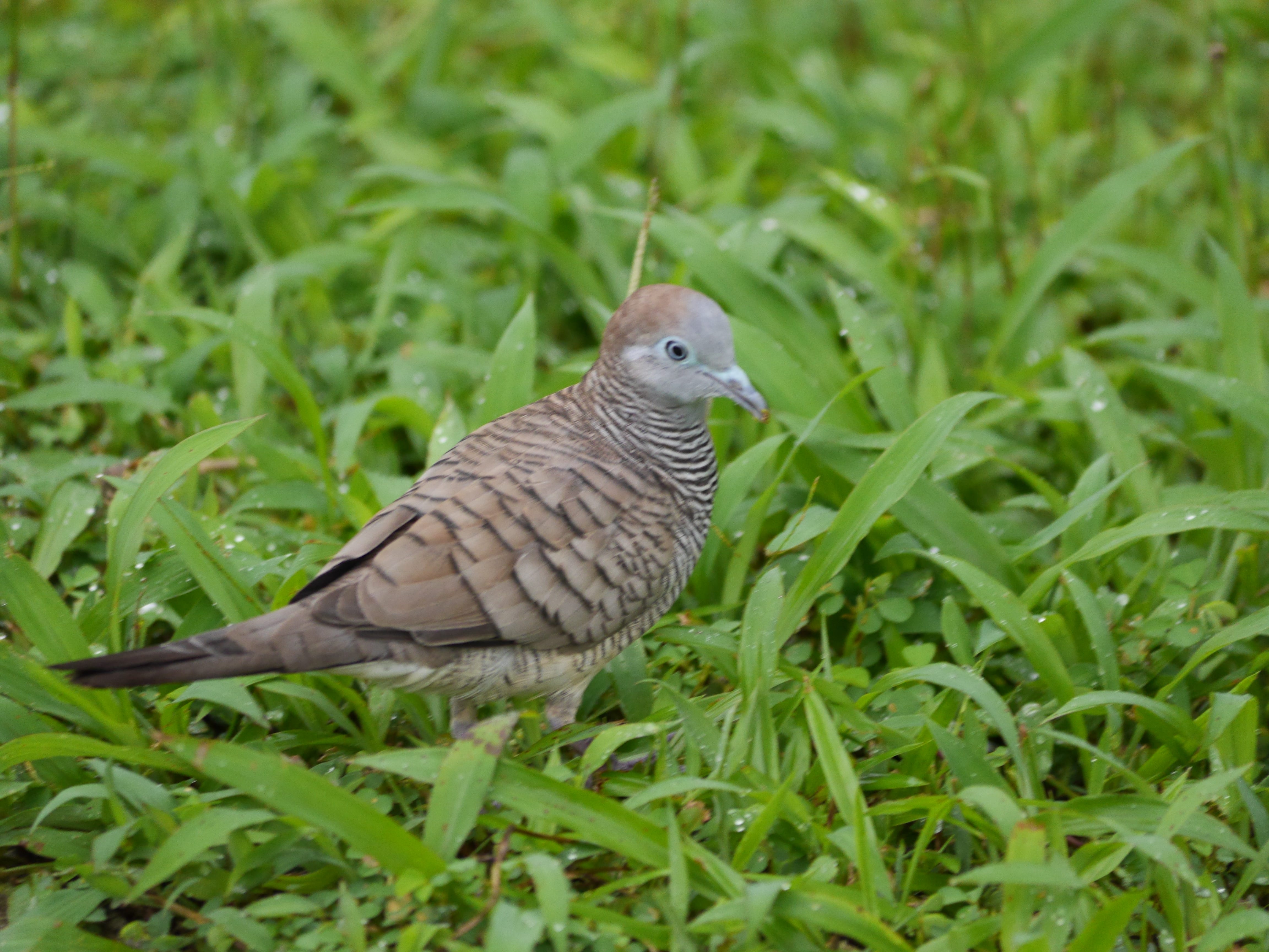 Singapore — Admiralty Park, Woodlands, Singapore | by Nick’s Wanderings ...