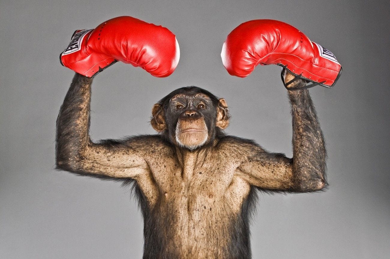 Jallikattu. The center on Friday issued a… | by The Armchair Analyst ...