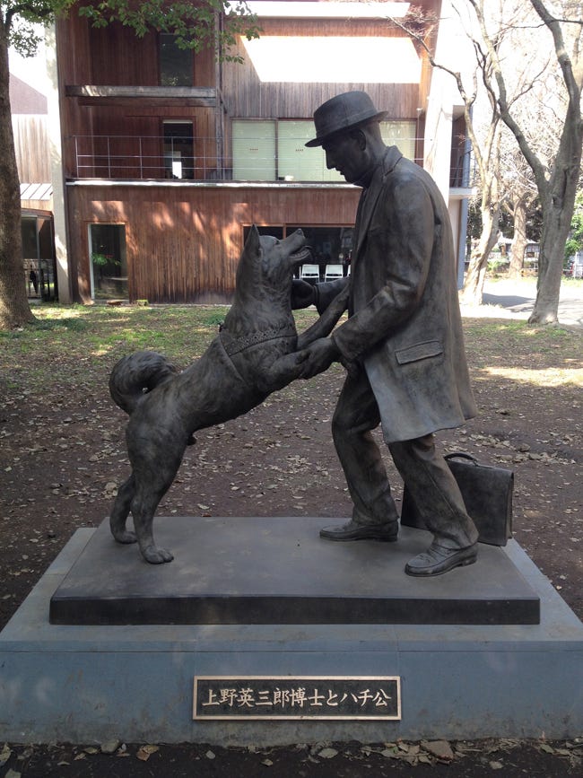 Hachi ‘The Wonderland’. When was the last time you experienced… | by ...