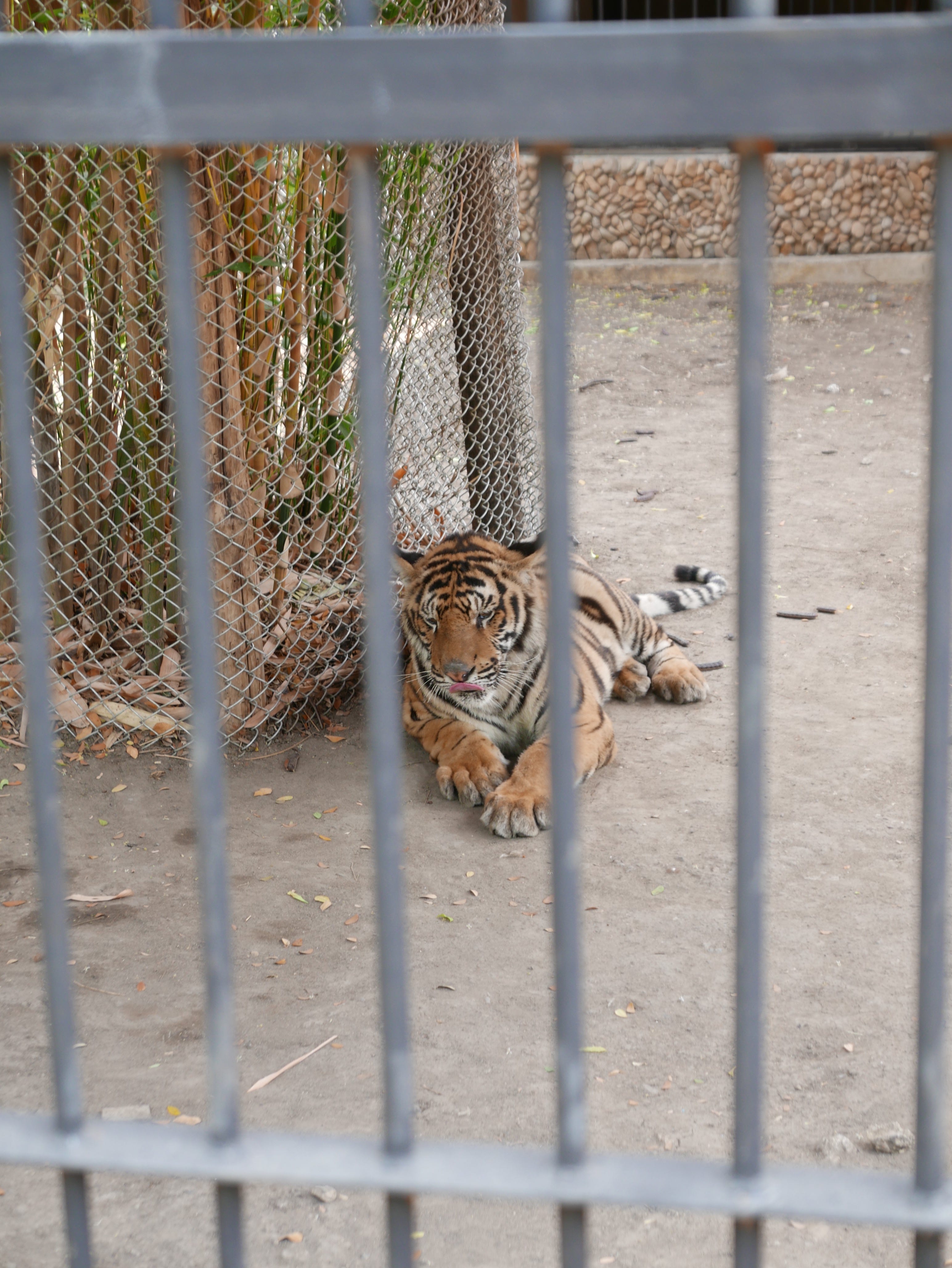 Myanmar (Burma) — Yadanabon Zoo, Mandalay, Myanmar (Burma) | by Nick’s ...