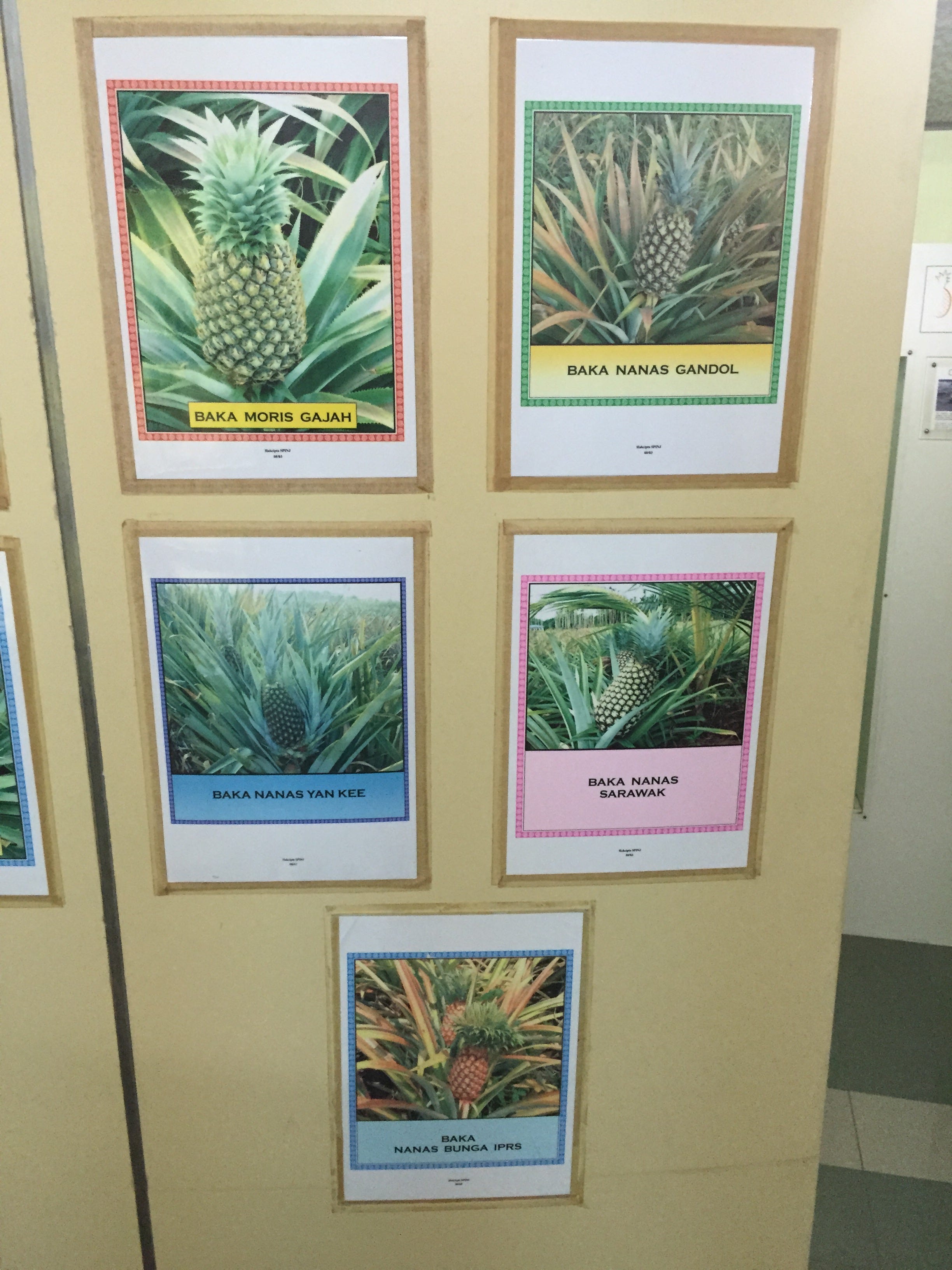 Malaysia — Johor Bahru — Muzium Nanas Pontian — The Pineapple Museum ...