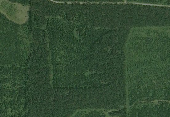 What a Mysterious Forest Shaped Like Minnesota Taught Me About Time ...