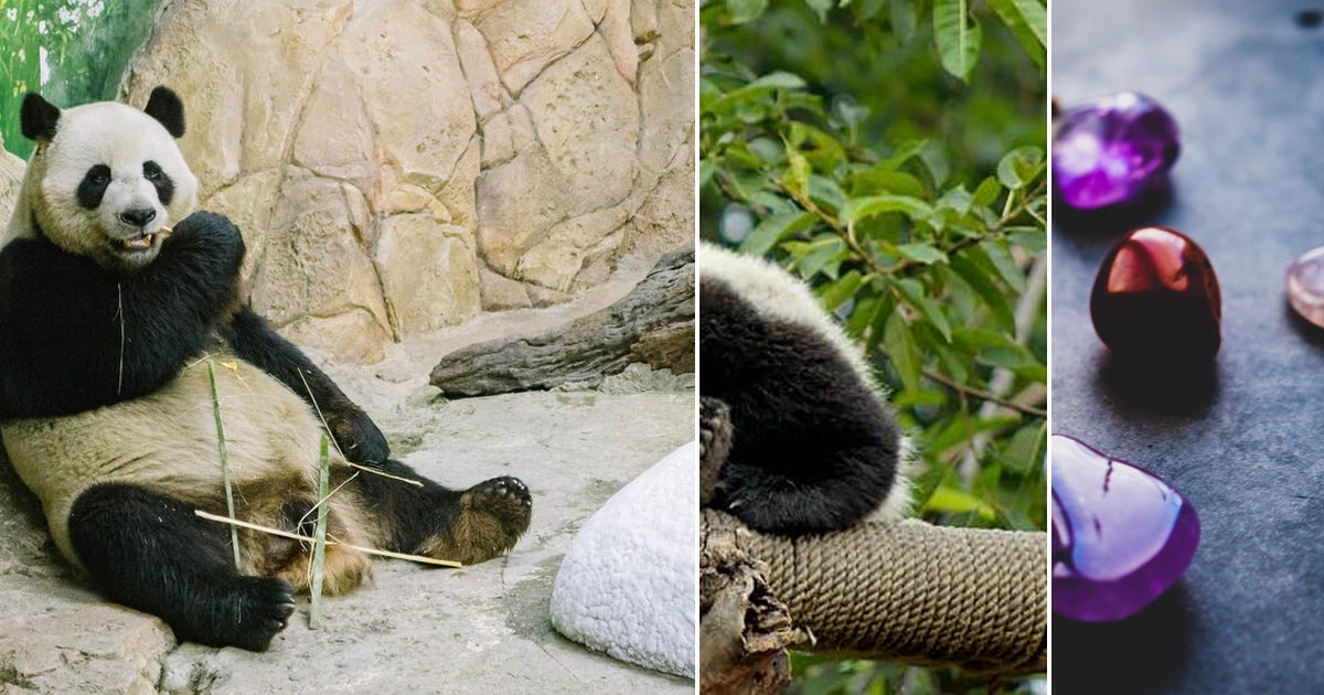 List: Pandas | Curated by @ralf_goebel | Medium