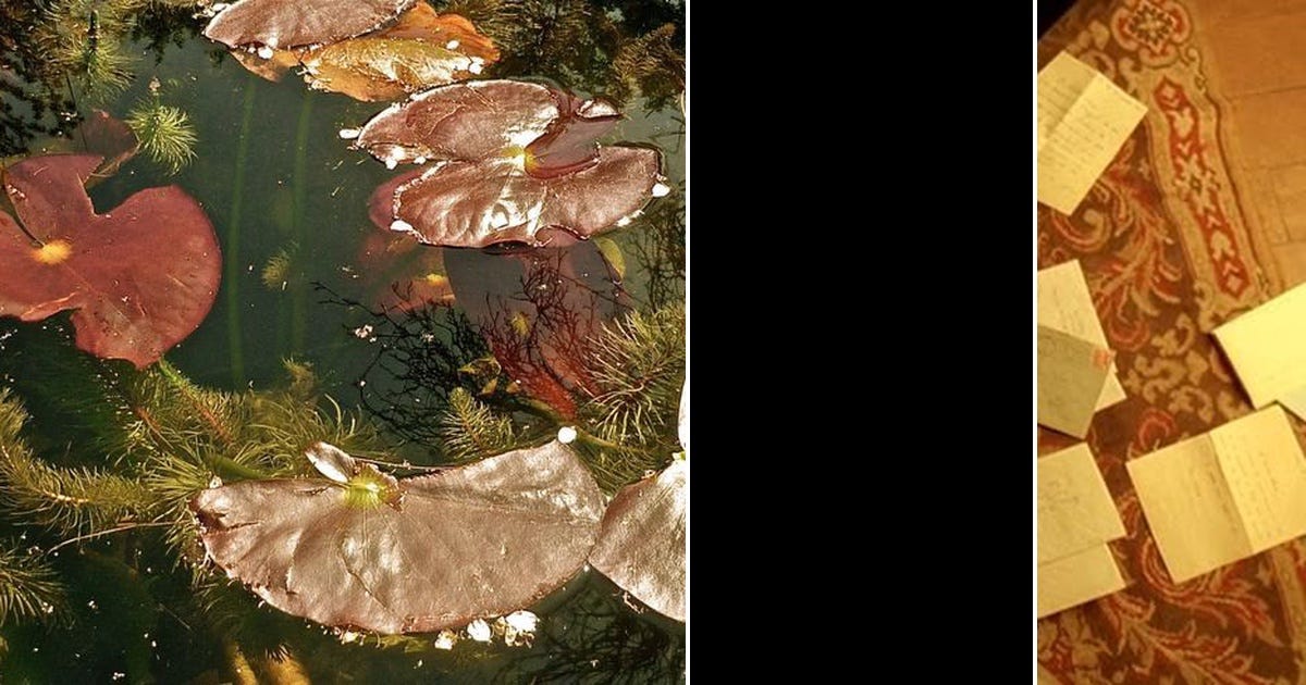 List: Ror | Curated by Iko | Medium