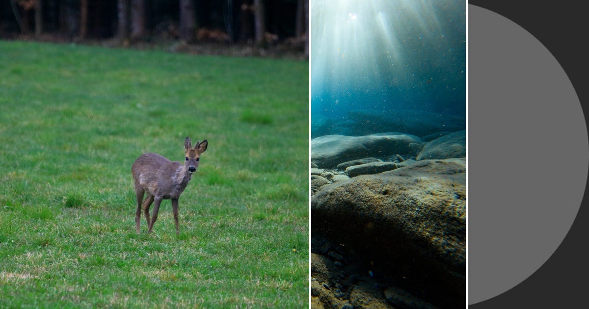 List: Ecology | Curated by Hdfutch | Medium