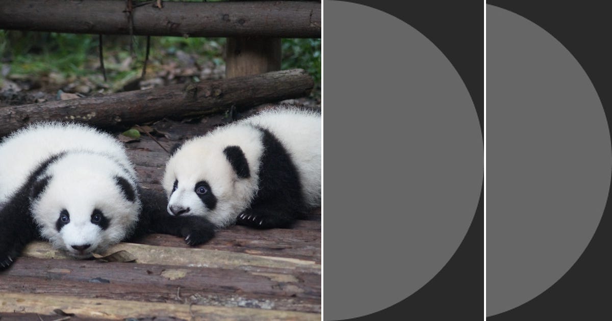 List: Pandas | Curated by Lucio Fondón | Medium