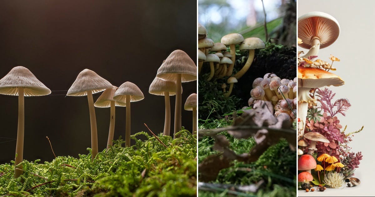 List: All about mushrooms | Curated by Heymi | Medium