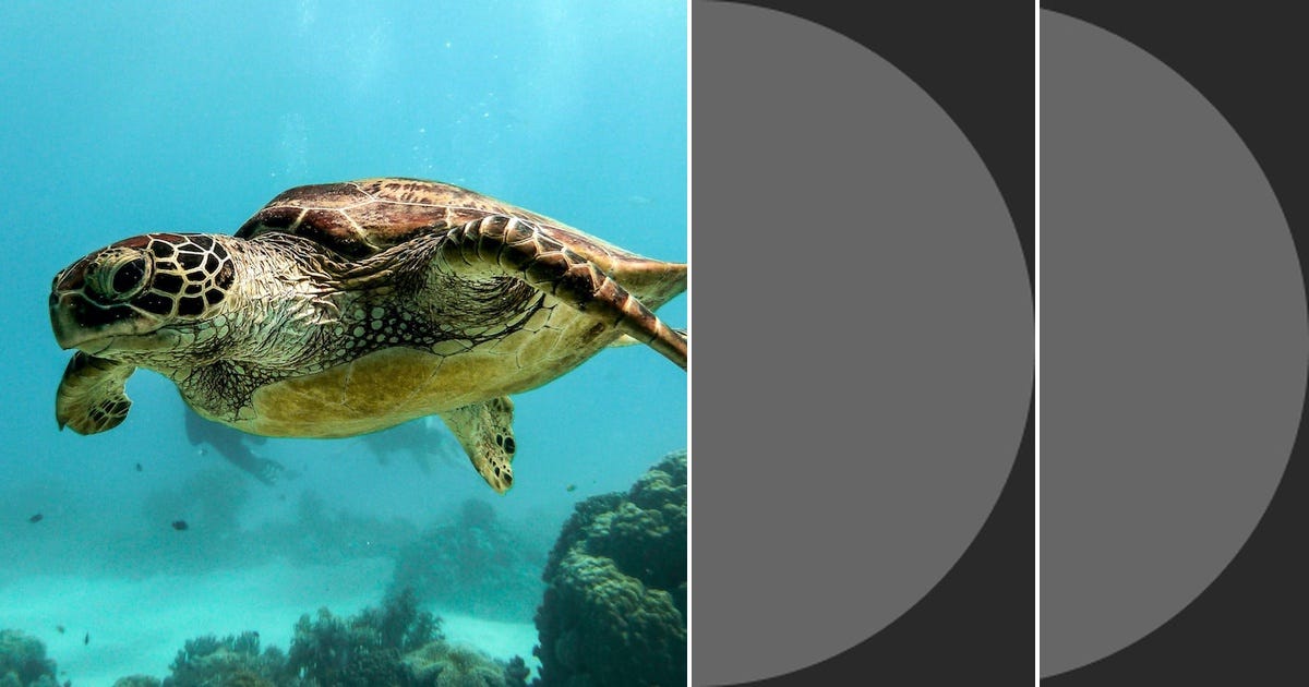 List Python Turtle Curated By Developers Today Medium
