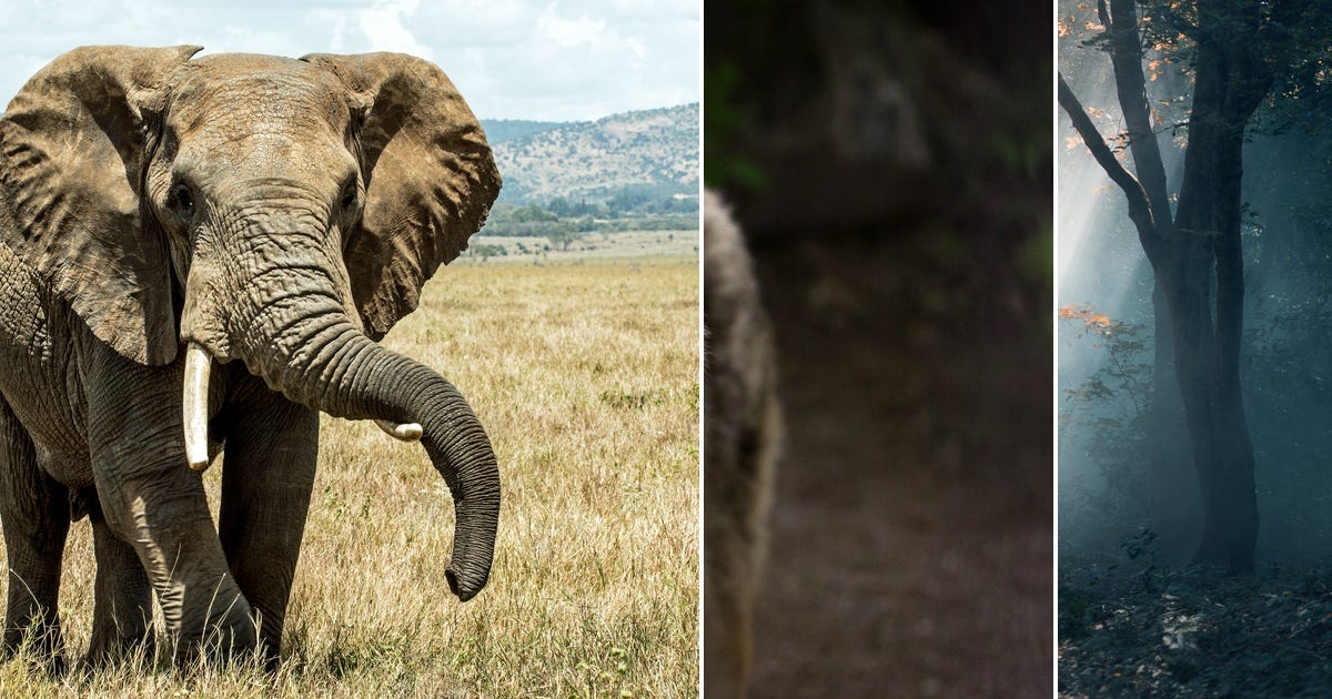 List: $ELEPHANT | Curated by Konstantin | Medium