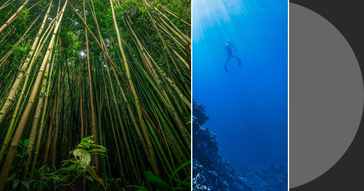 List: Environment | Curated by Lemon Cupcake Life | Medium