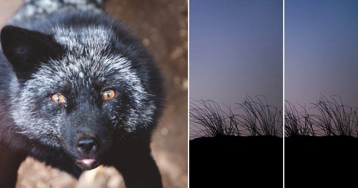 List: HUNDOs - An American Werefox in London | Curated by Skylar Quinn ...