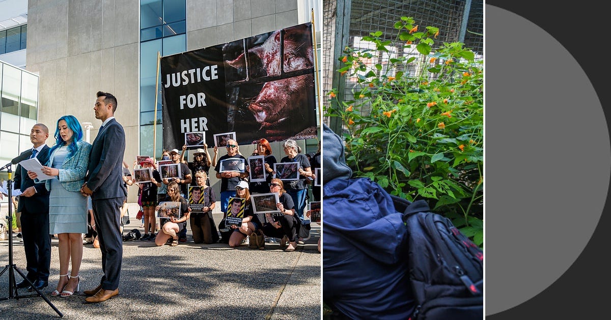 List: Animals - Farmed | Curated by Suzanne Goodwin | Medium