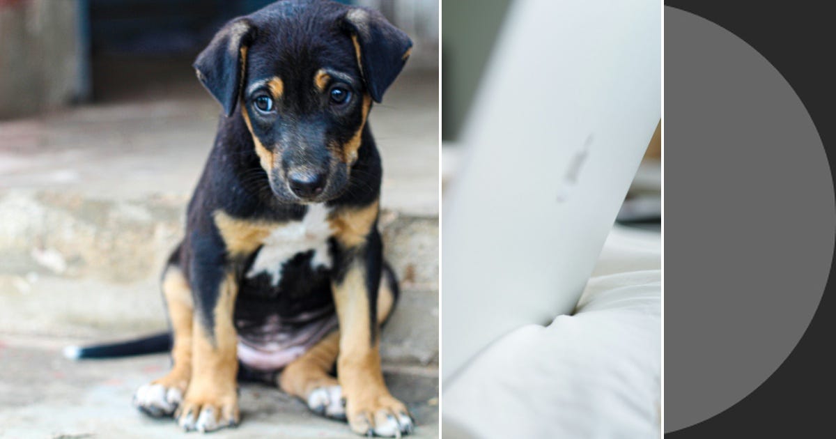 List: ChatGPT | Curated by dela | Medium