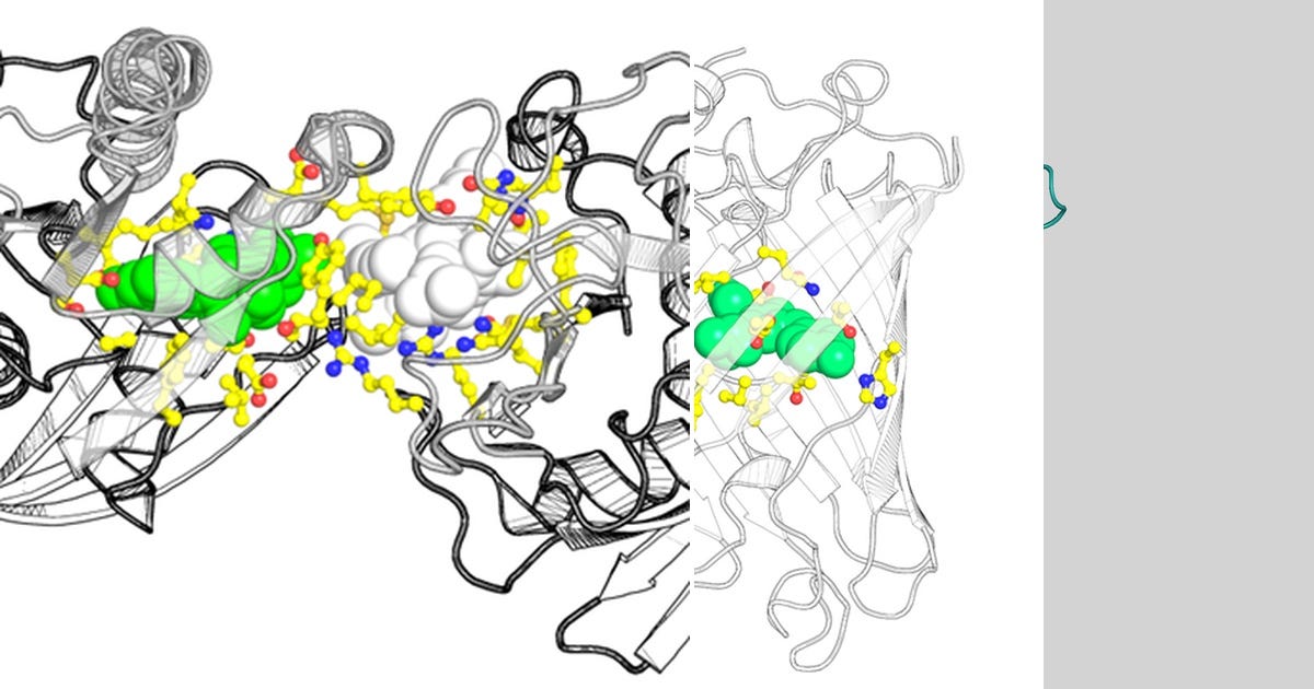 List: Mastering PyMOL Scripting: Automate Your Pymol Workflow | Curated by Yarrow Madrona | Medium