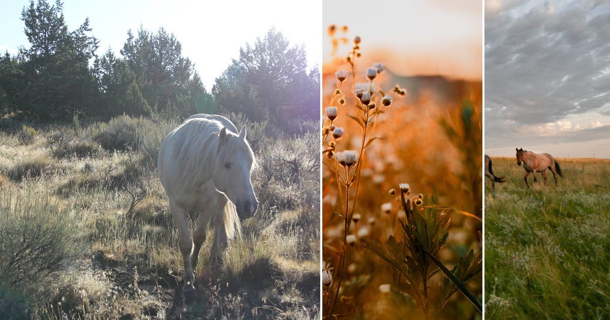 List: Grasslands | Curated by Liz Koonce | Medium