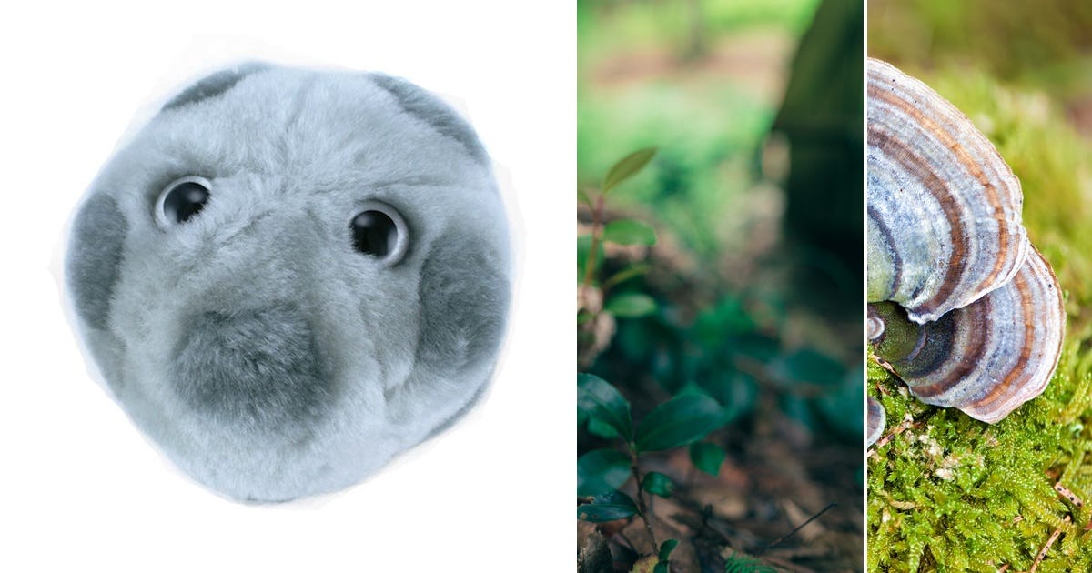 List: HPV | Curated by Agustin Tonelli | Medium