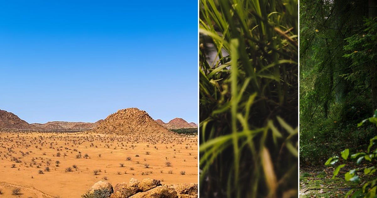 List: Forestry | Curated by Daniel John Mullaney | Medium