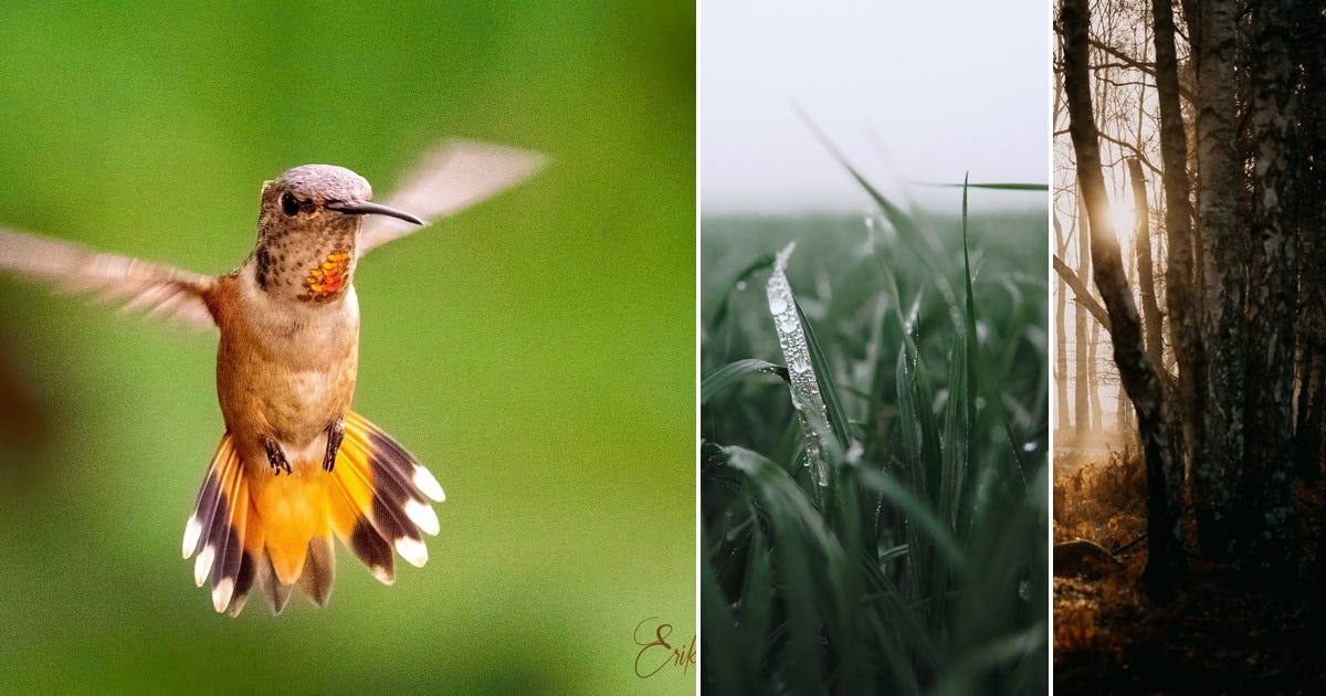 List: Poetry that Gave Pause | Curated by John Allison Cannon | Medium