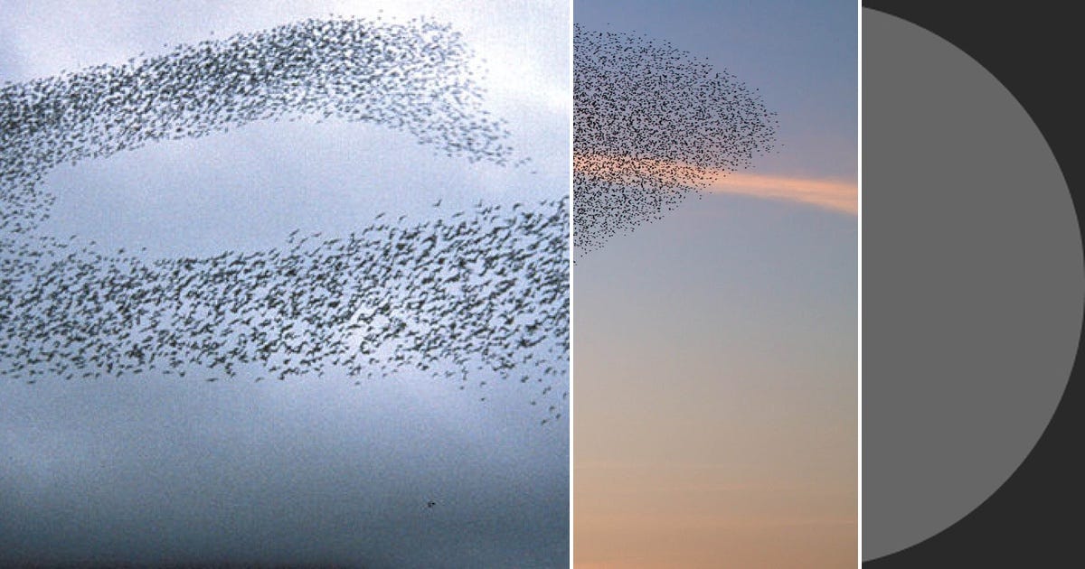 List: Boids | Curated by Austin | Medium