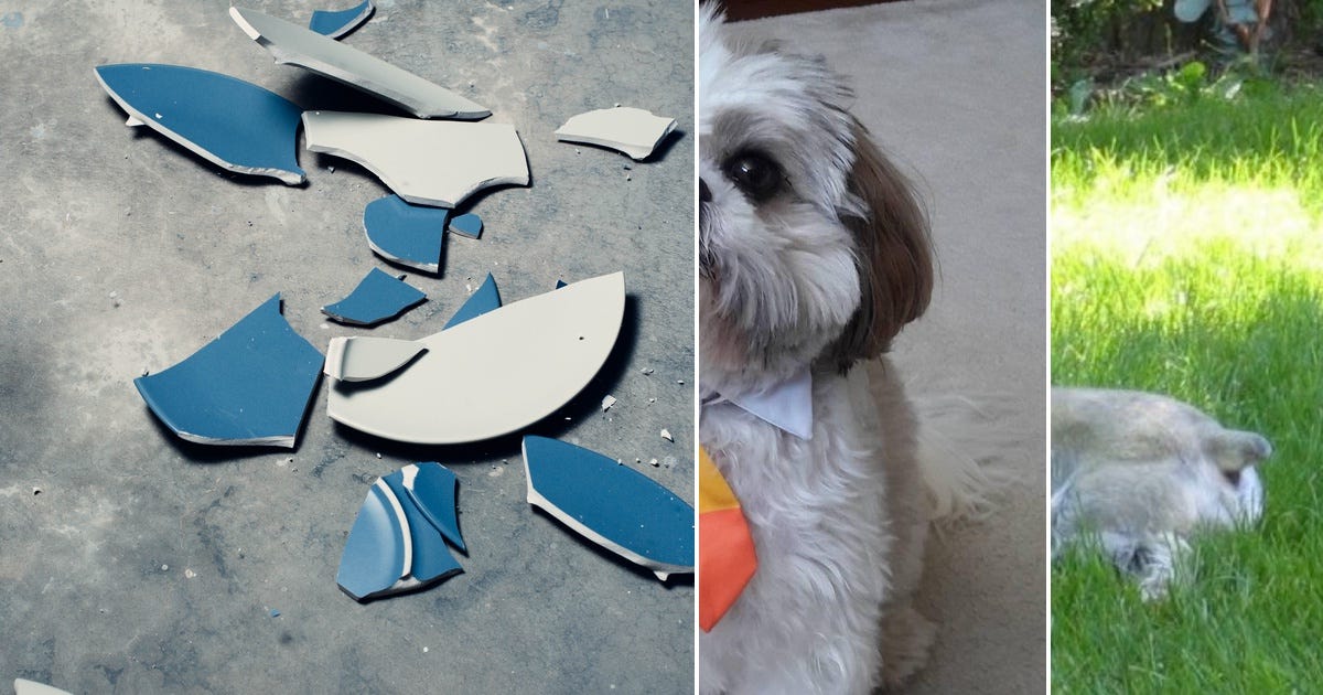 List: Narrative Arc Pet Contest | Curated by BichoDoMato | Medium