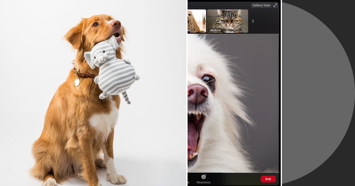 List: Dogs | Curated by Thelma Louise | Medium