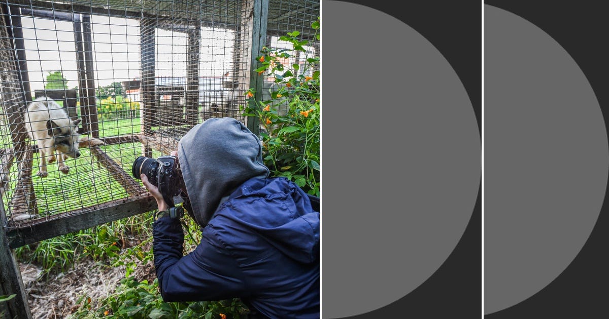 List: Photojournalism - Animal APJ | Curated by Suzanne Goodwin | Medium