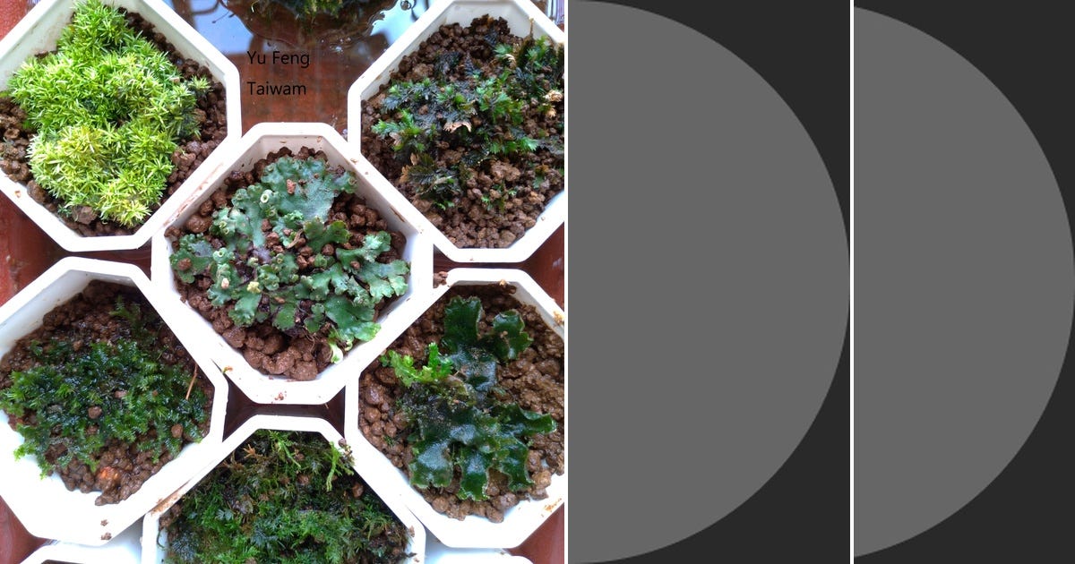 List: 白髮苔 | Curated by YU-CHUN CHEN | Medium