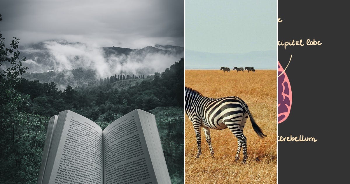 List: Book Reviews | Curated by Max Herrmann | Medium