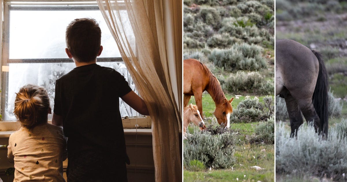 List: What Horses Teach Us About Ourselves | Curated by Misty Fields | Medium