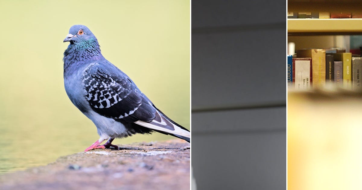 List: Get knowledge from nature 🍄‍🟫 | Curated by Stephymax | Medium