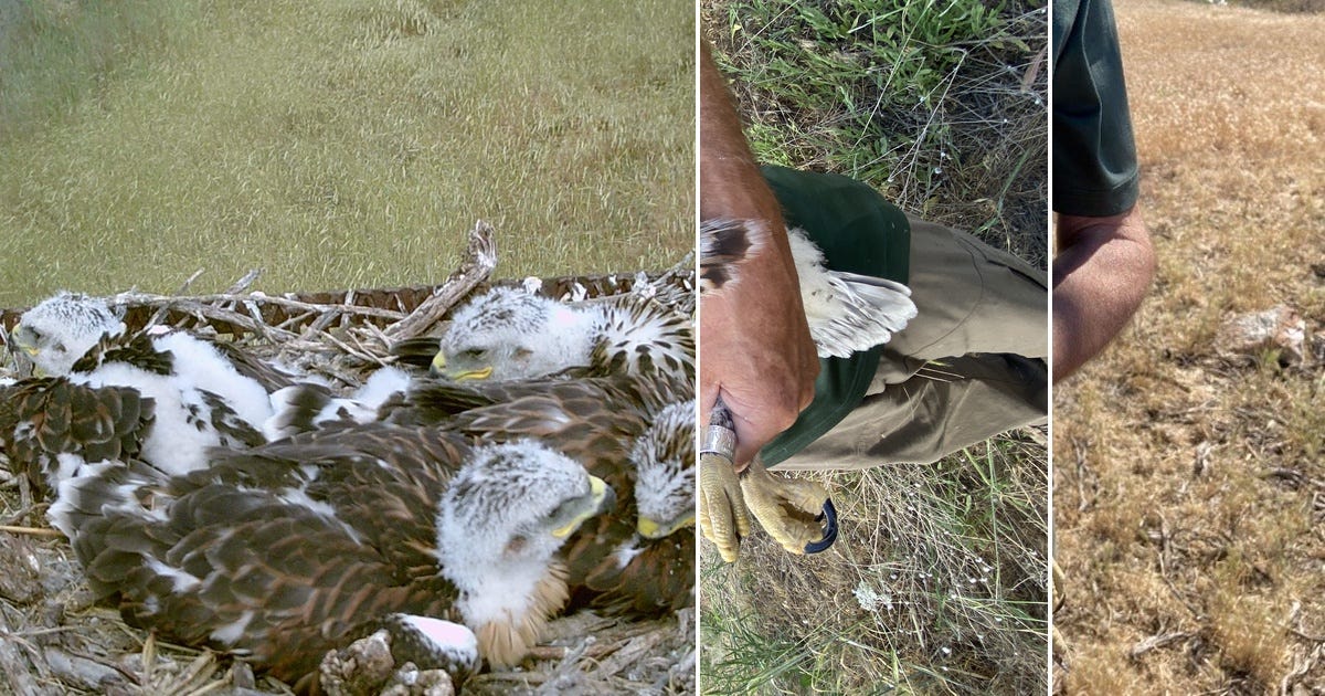 List: Southeast Washington ferruginous hawk tracking | Curated by The ...