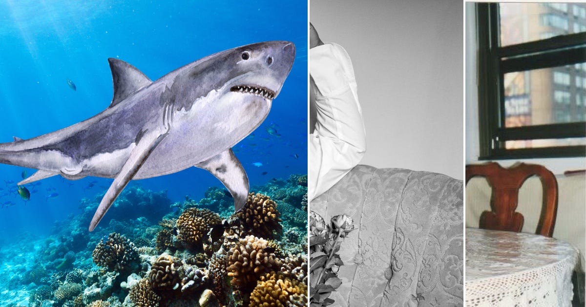 List: Animals | Curated by Amanda Melheim | Medium