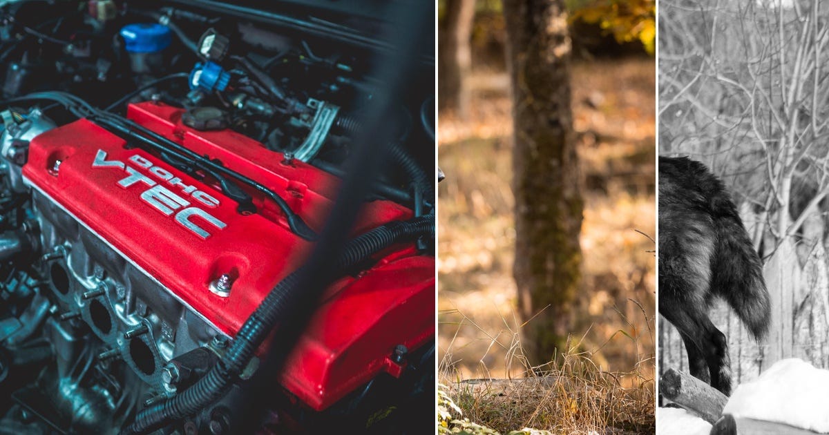 List: Wolf Pack | Curated by Skylar Quinn | Medium