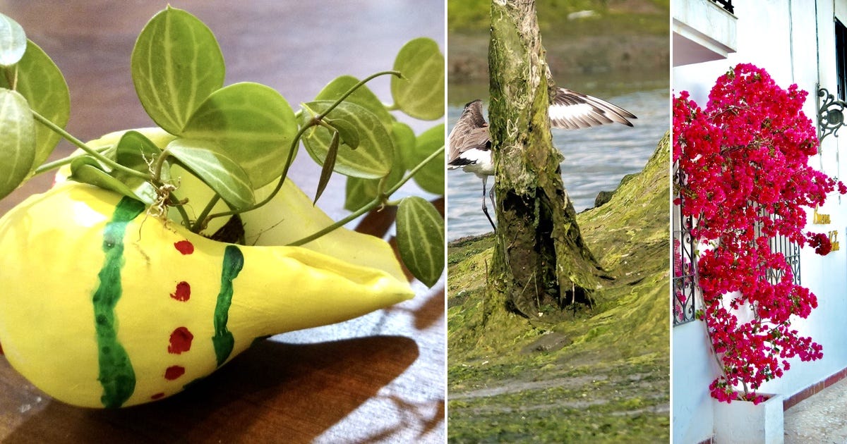 List: Stories of Wonder in TWMN July-September 2022 | Curated by Jane ...