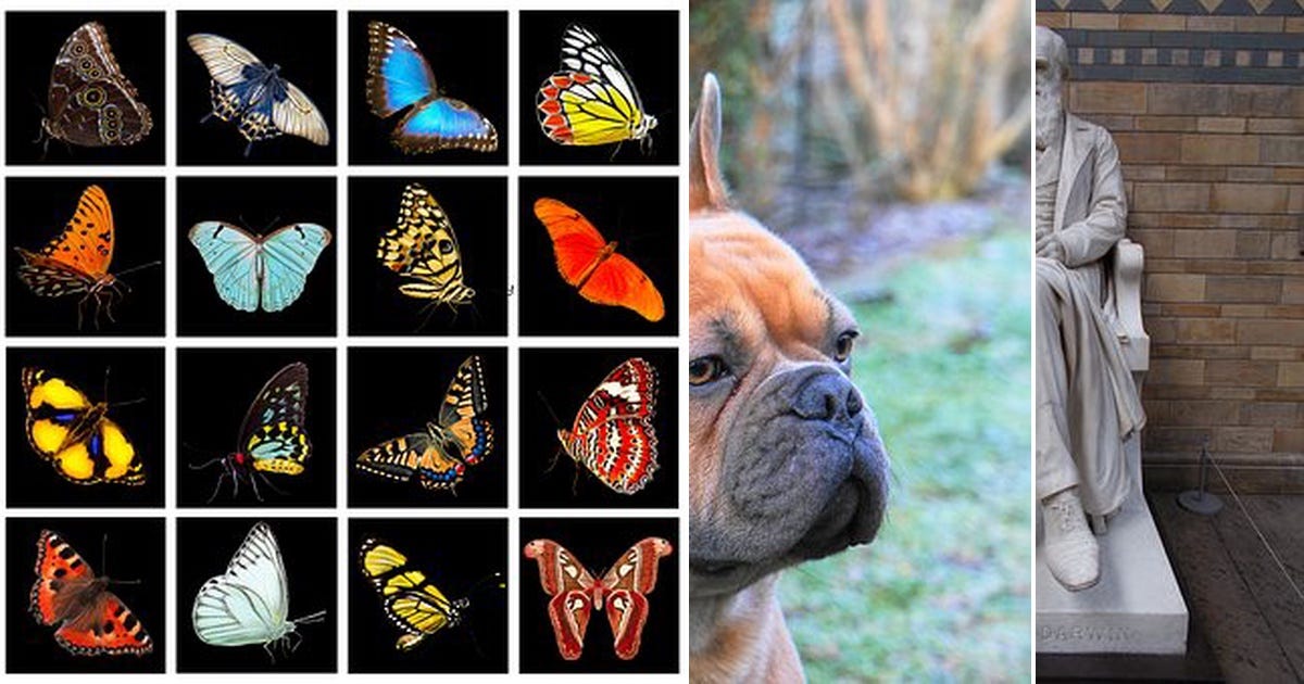 List: Creative Evolution | Curated by Dennis | Medium