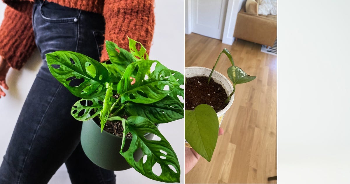 List: Propagation | Curated by Matt Croak Plants | Medium