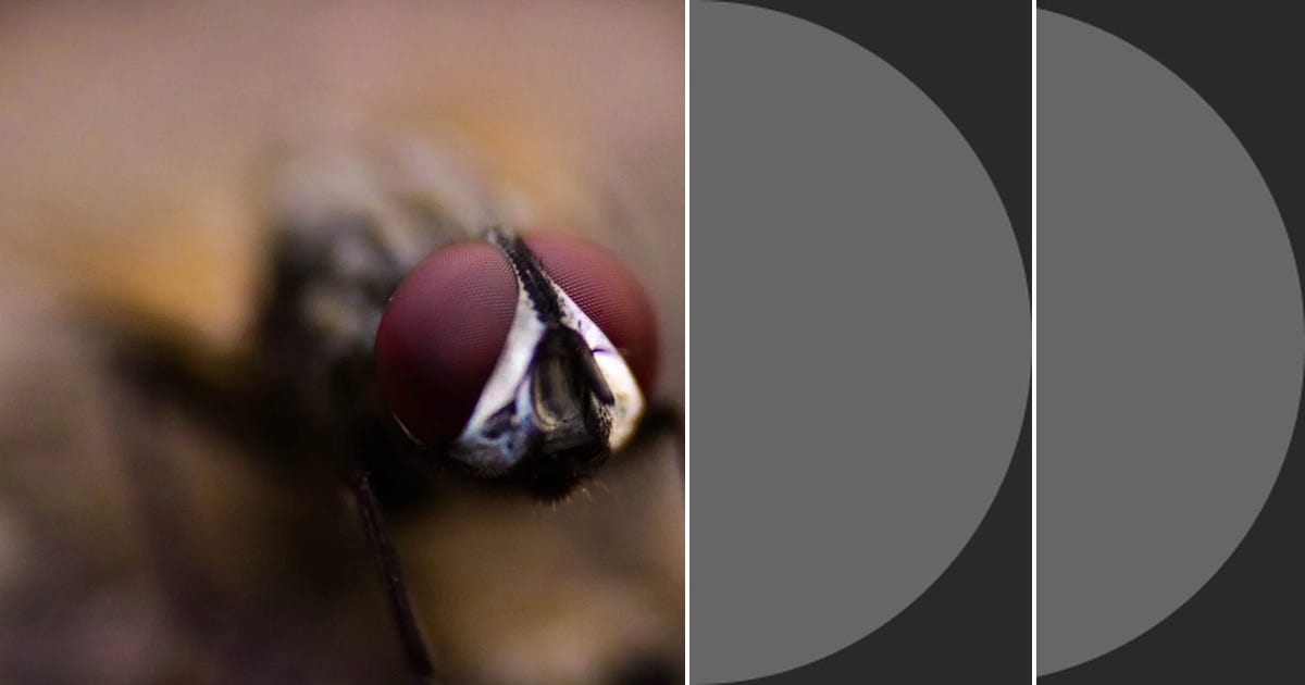 List: Animal Dream Meanings | Curated by Larissa Celestial | Medium