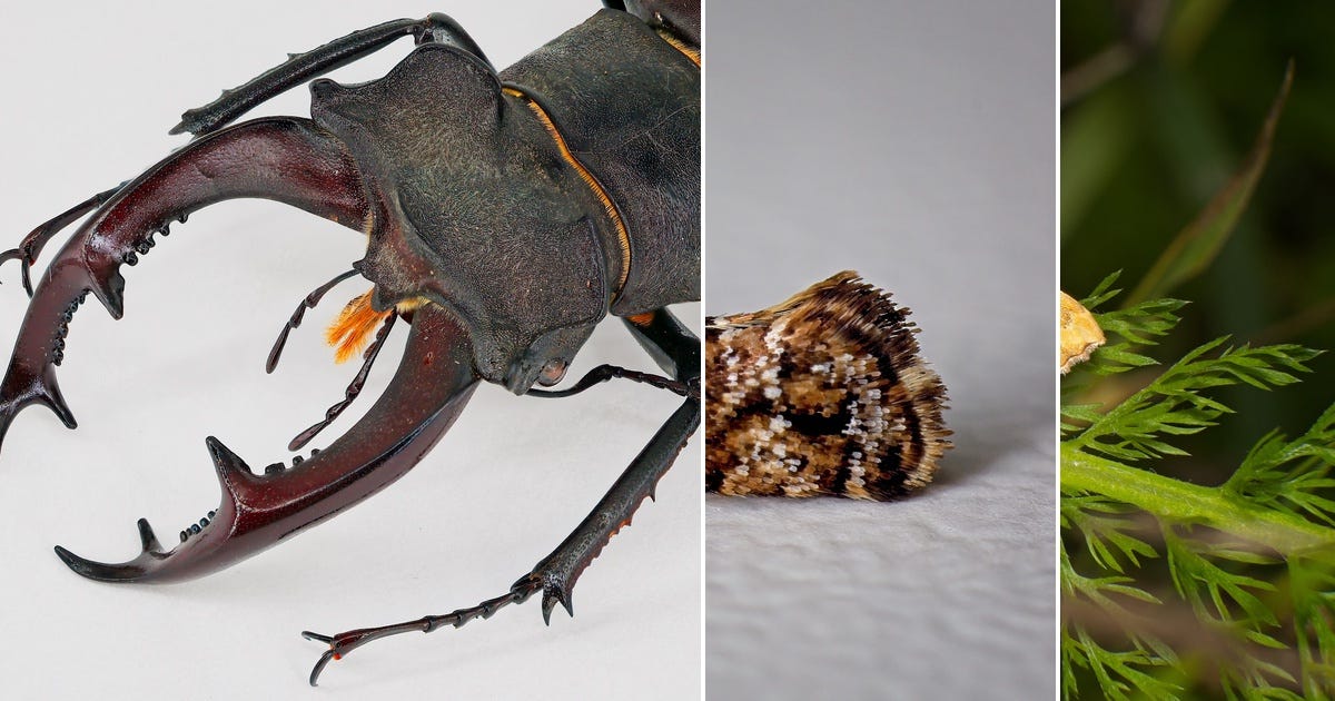 List: Insect Photography | Curated by Mark Overmars | Medium