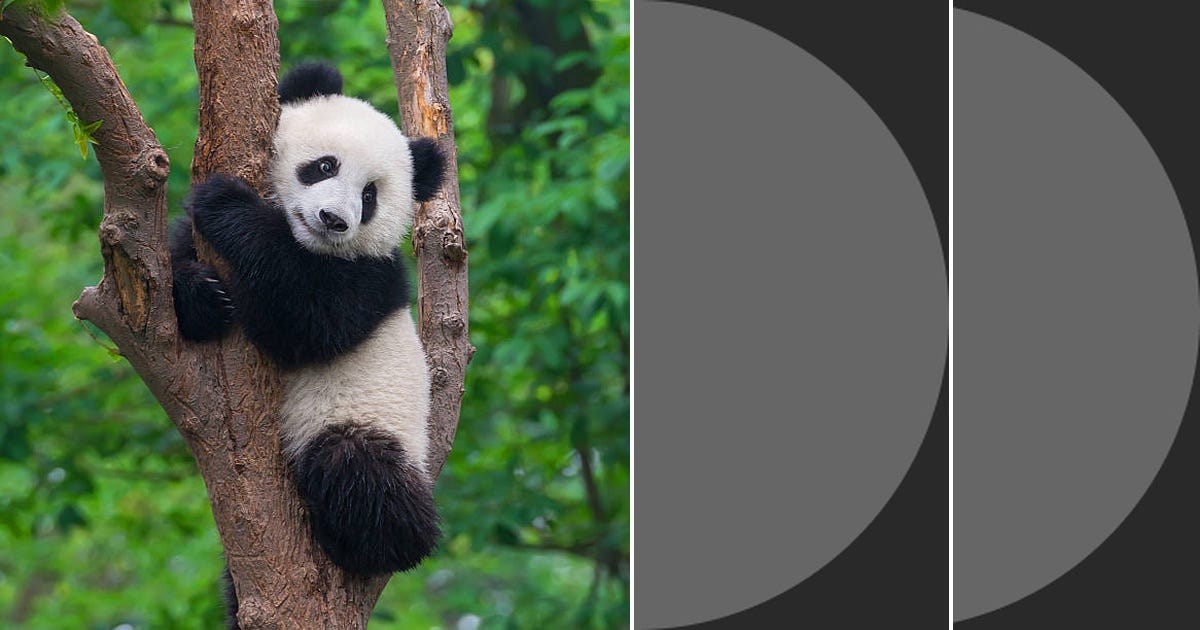 List: Pandas | Curated by Ausi Fri | Medium